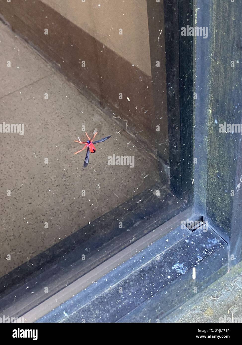 Scarlet-bodied Wasp Moth (Cosmosoma myrodora Stock Photo - Alamy