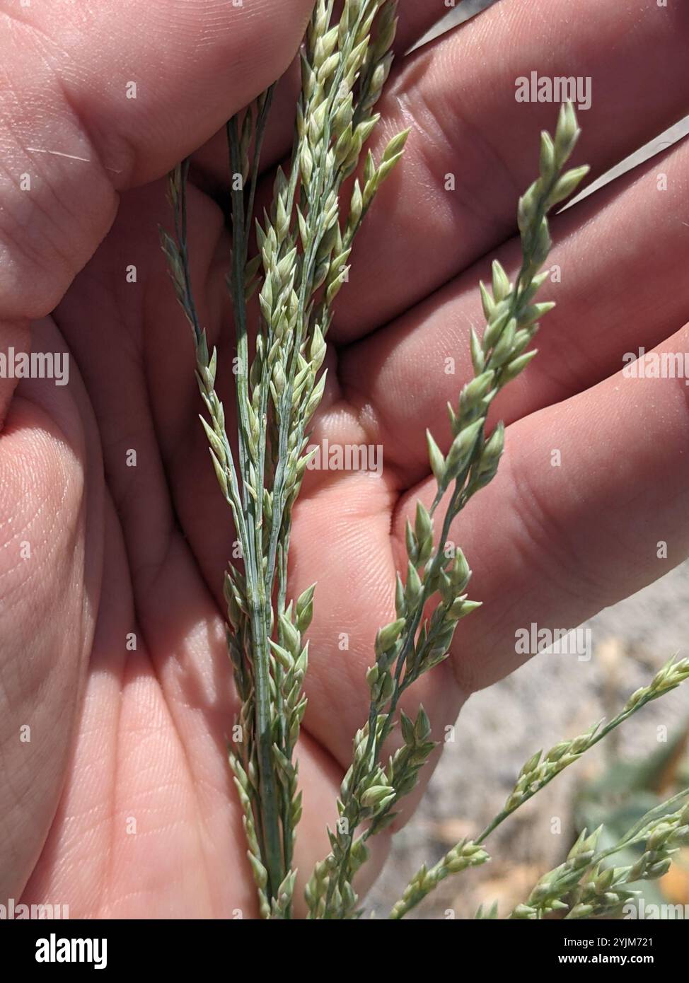 Bitter panicgrass hi-res stock photography and images - Alamy