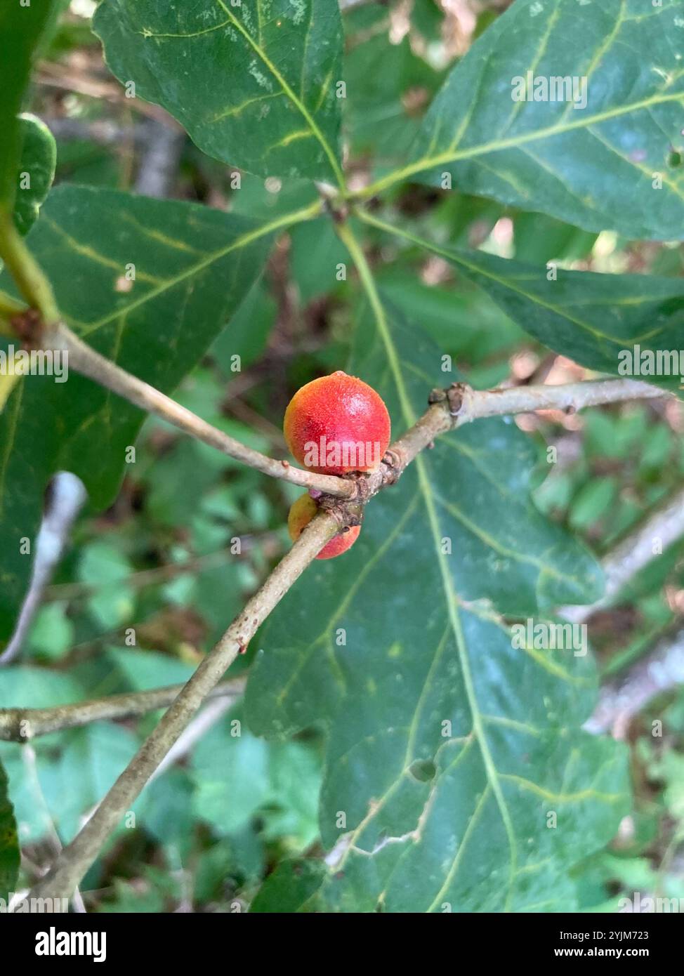Round Bullet Gall Wasp (Disholcaspis quercusglobulus Stock Photo - Alamy