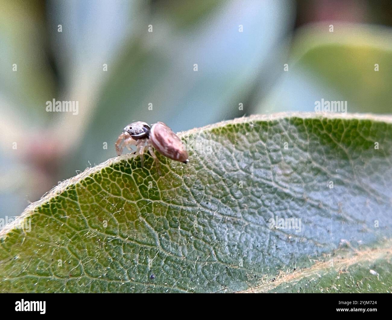 Buttonhook Leafbeetle Jumping Spider (Sassacus vitis Stock Photo - Alamy