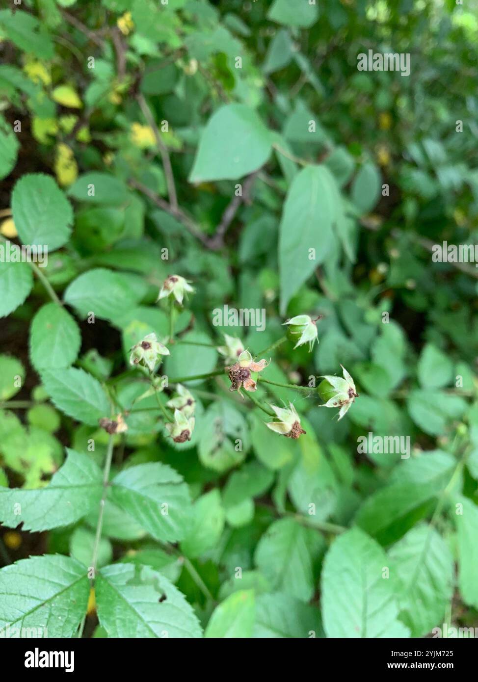 multiflora rose (Rosa multiflora Stock Photo - Alamy