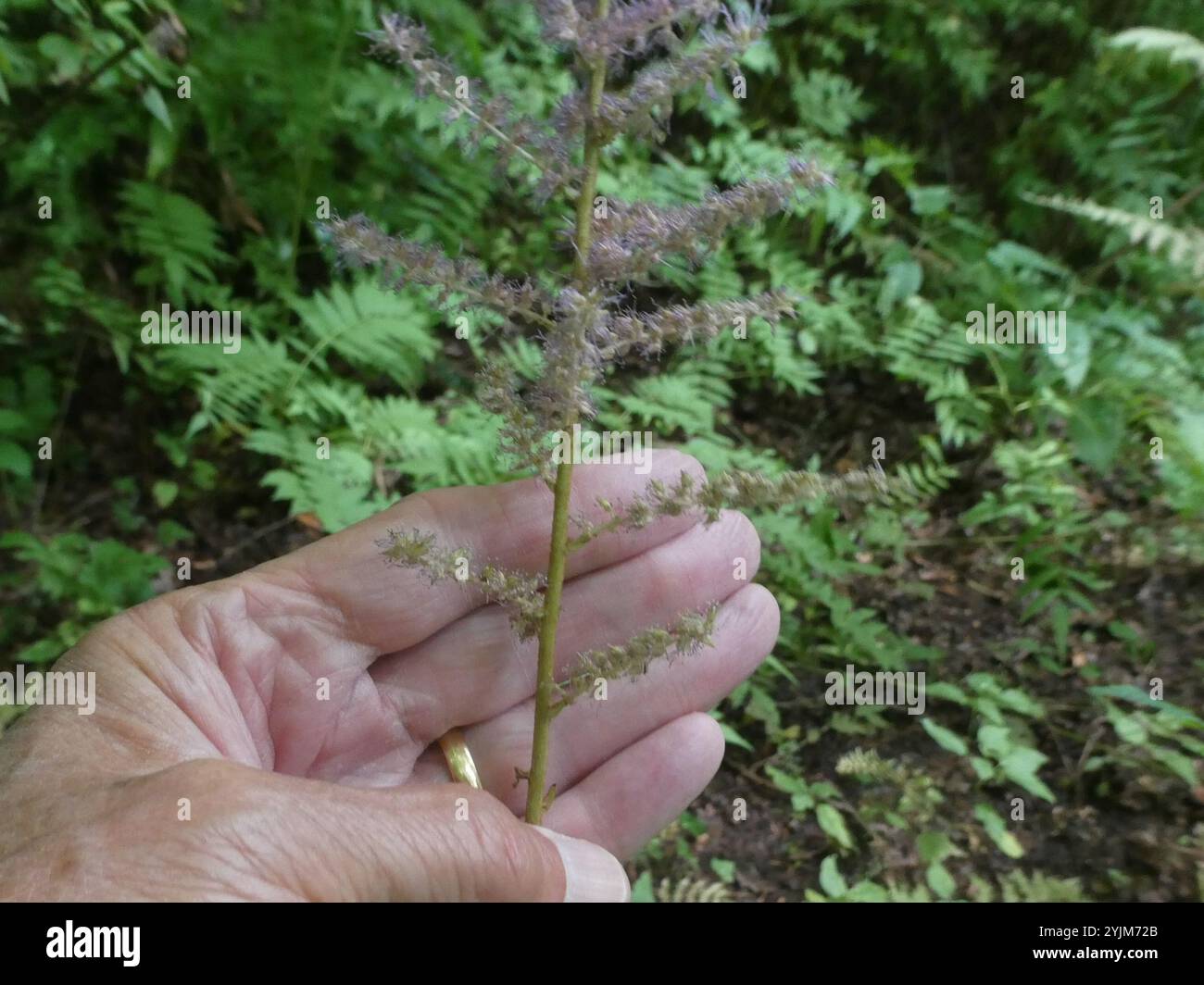 vascular plants (Tracheophyta Stock Photo - Alamy