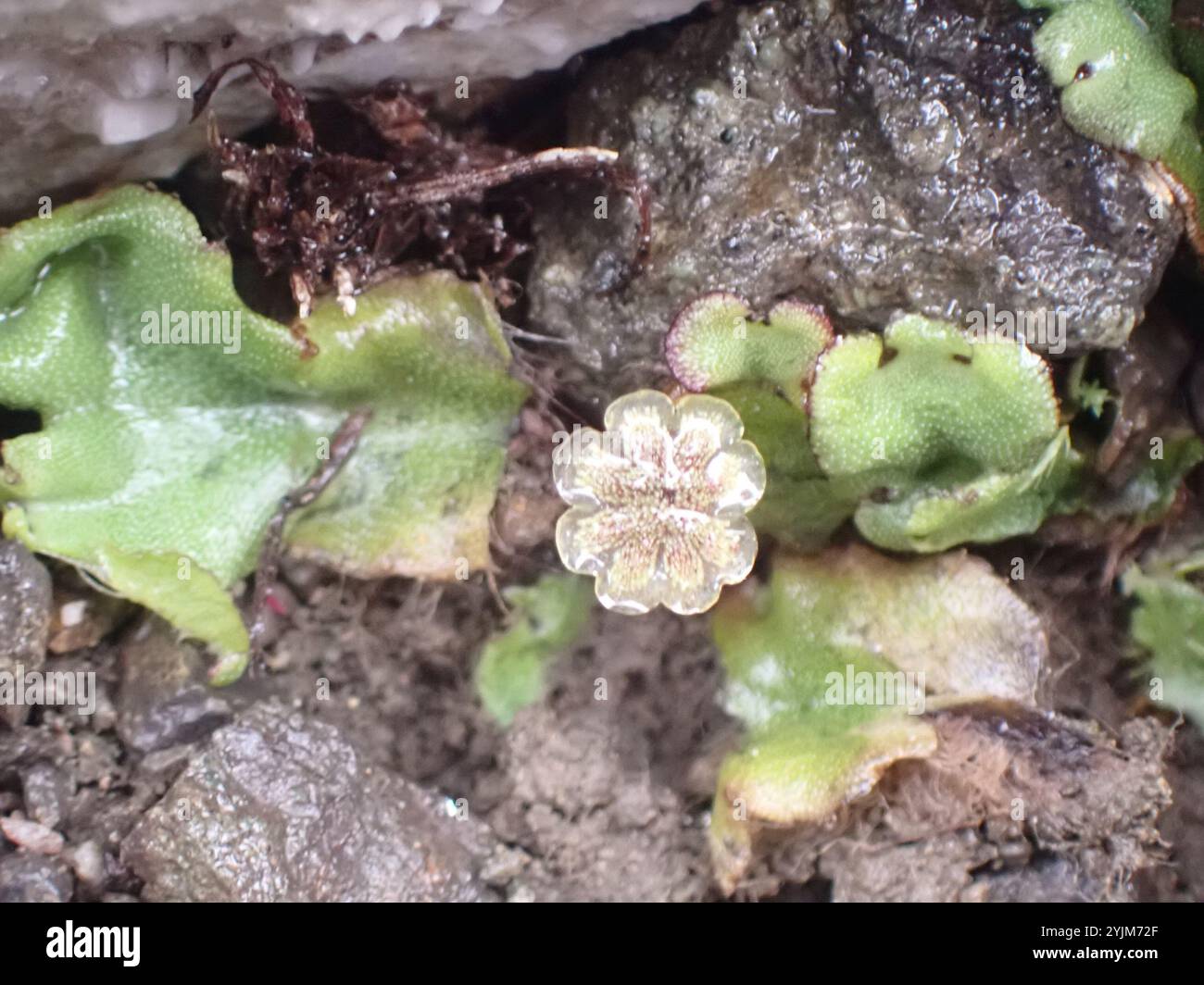 Common Liverwort (Marchantia polymorpha Stock Photo - Alamy