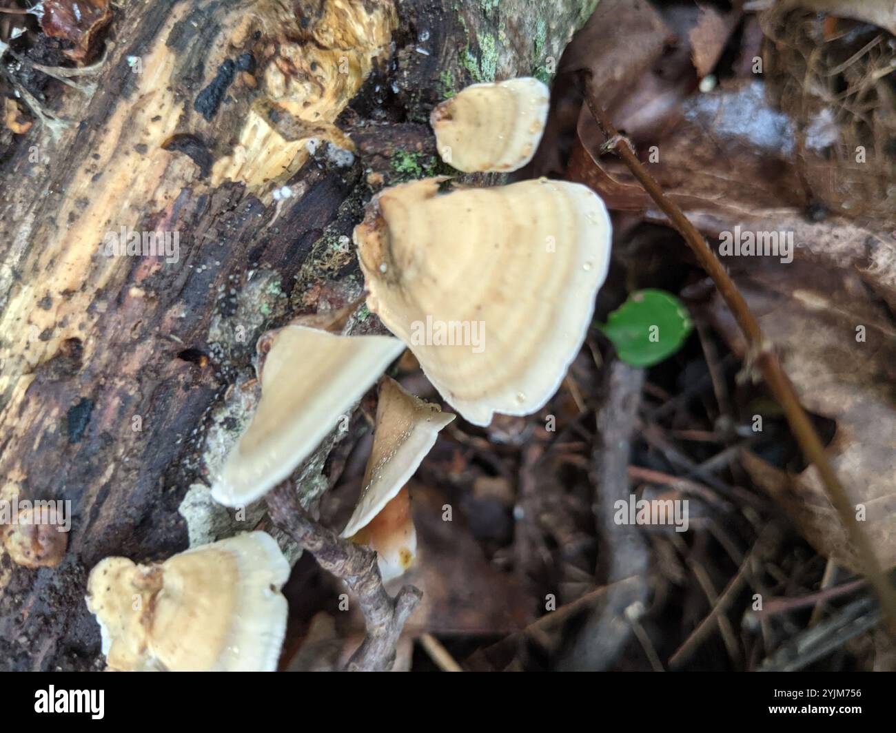 False Turkey-Tail (Stereum ostrea Stock Photo - Alamy