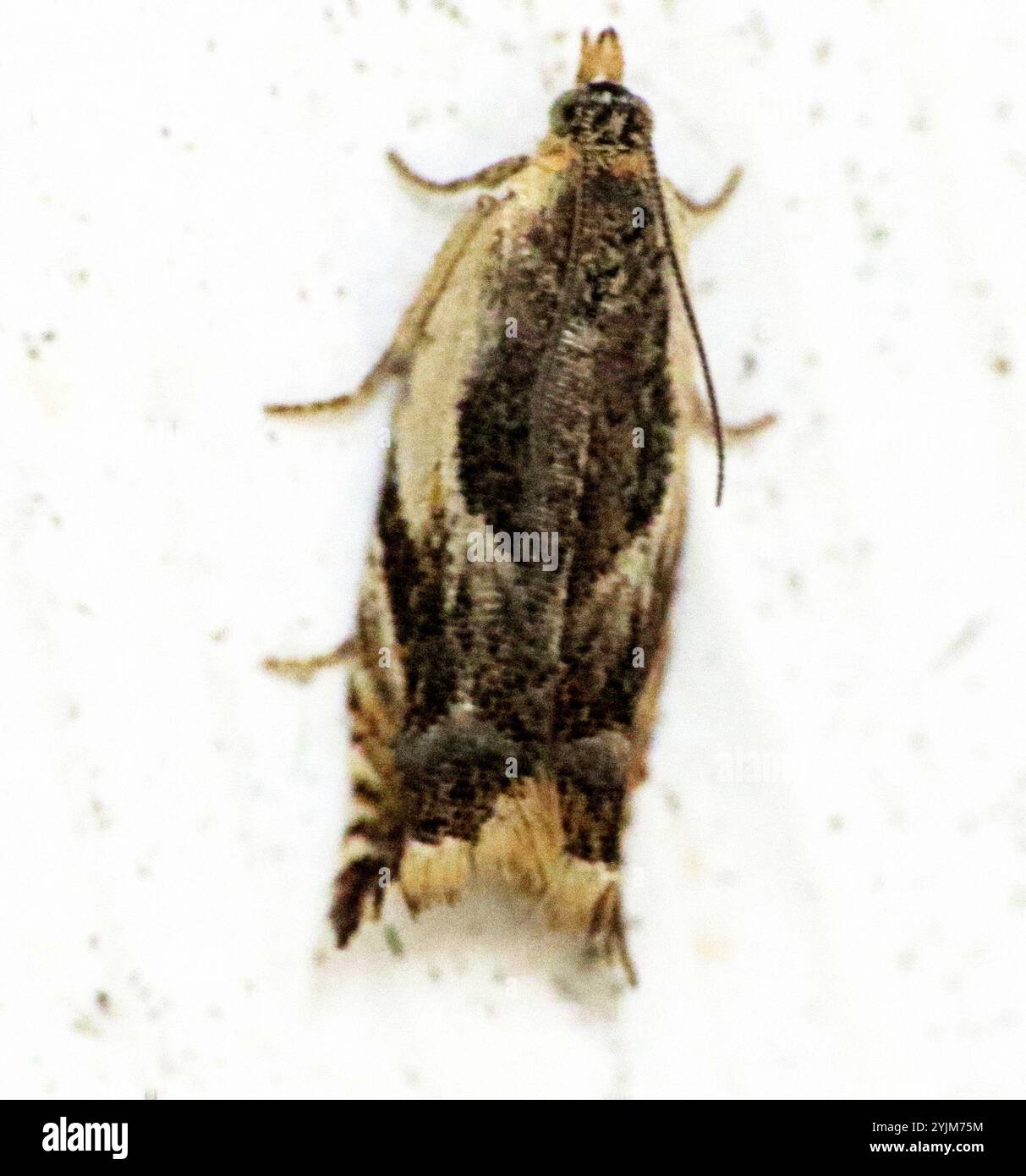 Black-marked Ancylis Moth (Ancylis metamelana Stock Photo - Alamy