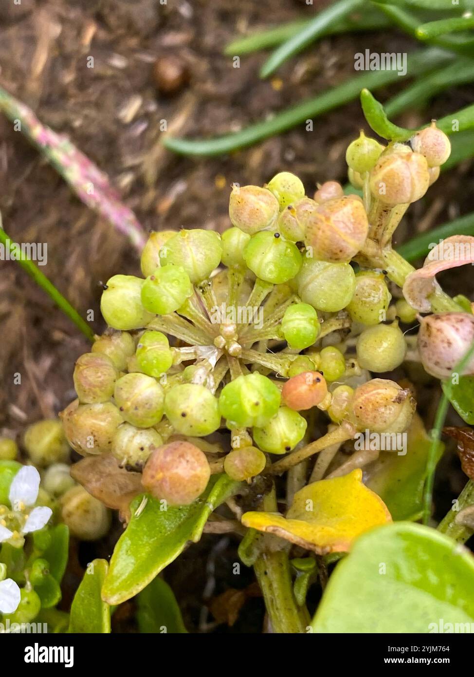 Scurvy grass (Cochlearia officinalis Stock Photo - Alamy