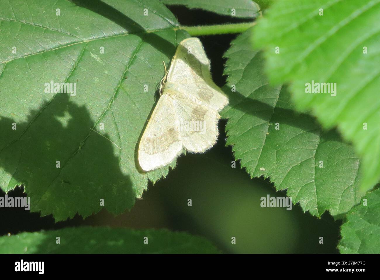 Riband Wave (Idaea aversata Stock Photo - Alamy