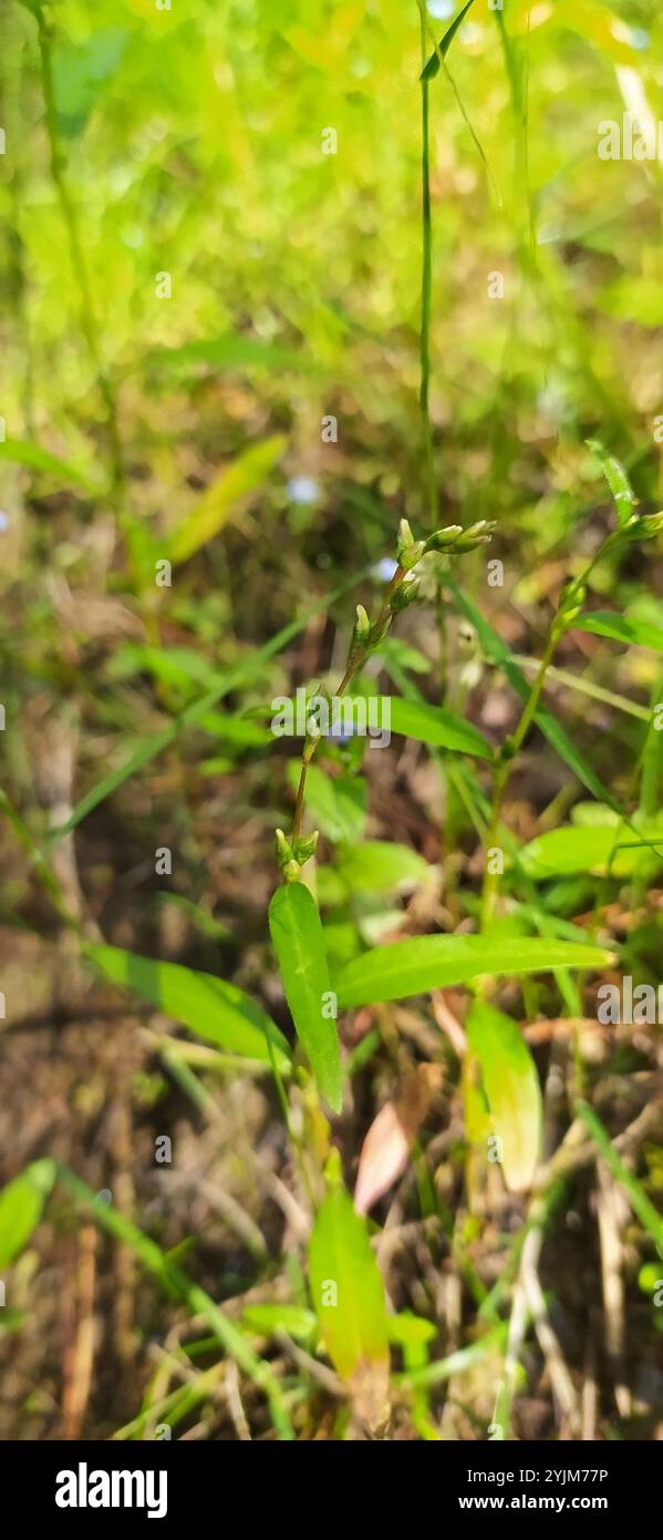 waterpepper (Persicaria hydropiper Stock Photo - Alamy