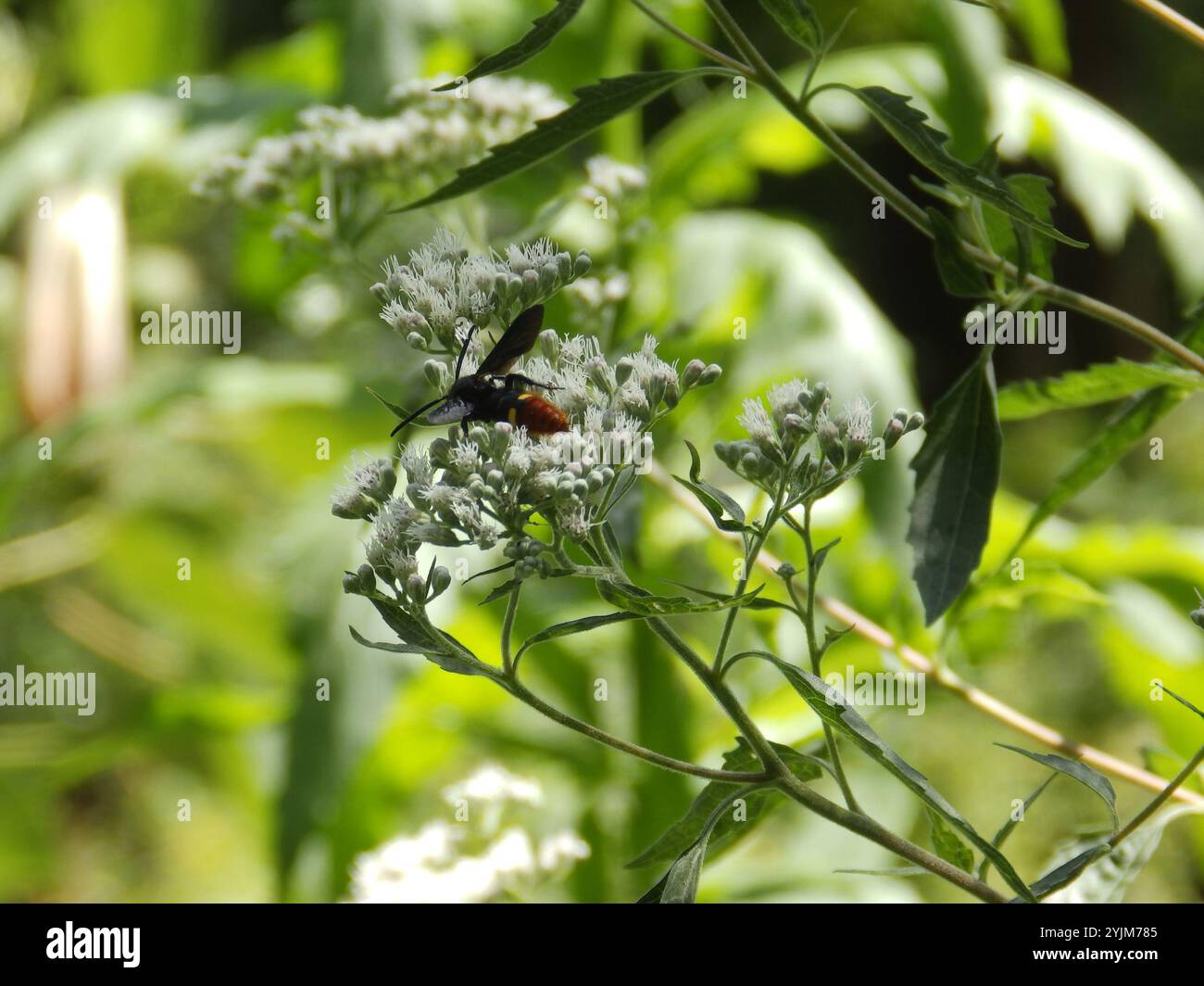 Blue-winged Scoliid Wasp (Scolia dubia Stock Photo - Alamy