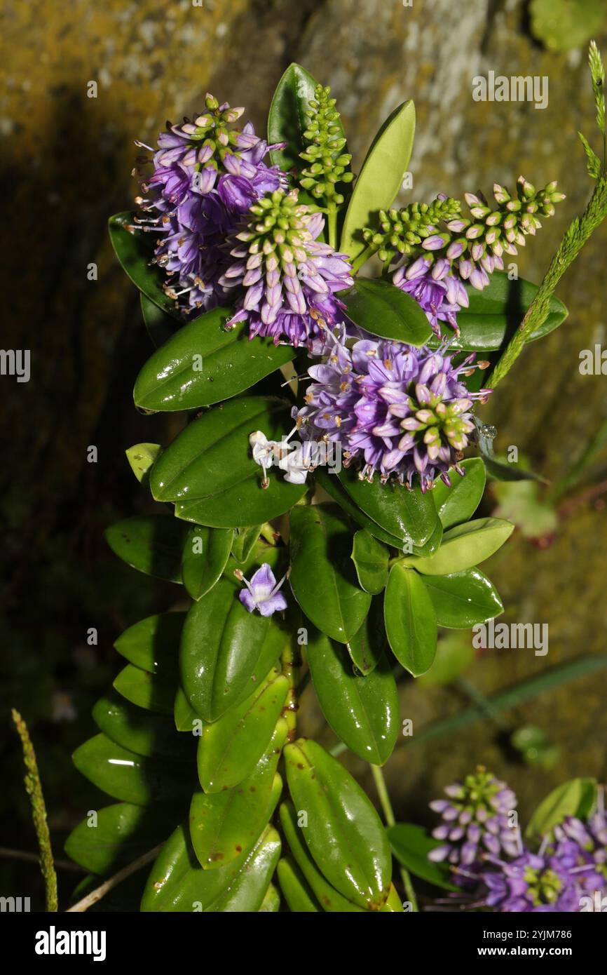 Hedge Veronica (Veronica × franciscana Stock Photo - Alamy