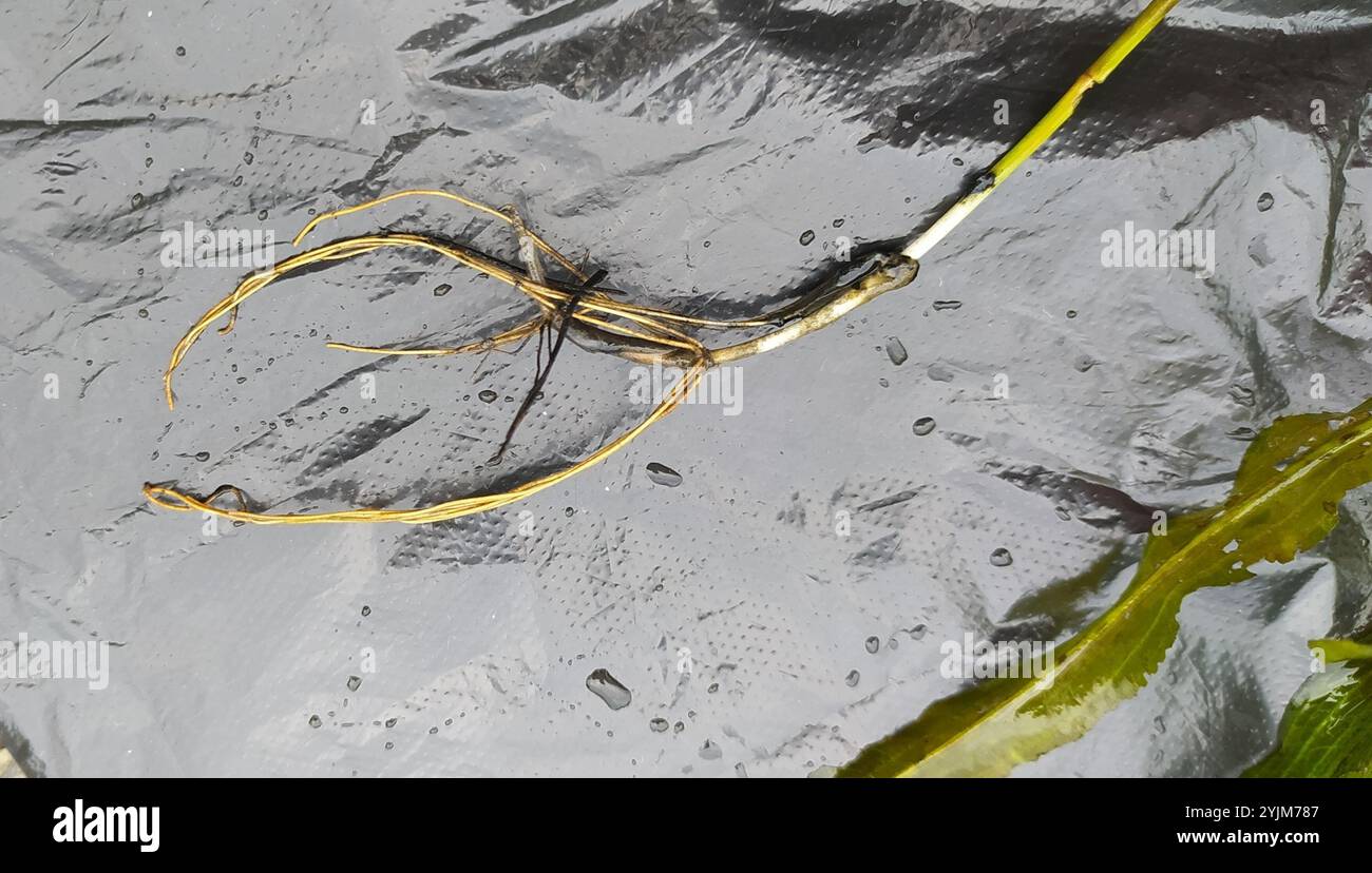 Northern Pondweed (Potamogeton alpinus Stock Photo - Alamy