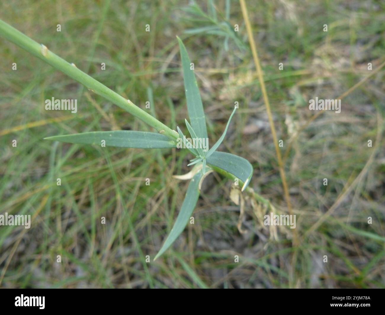 Broomleaf Toadflax (Linaria genistifolia Stock Photo - Alamy