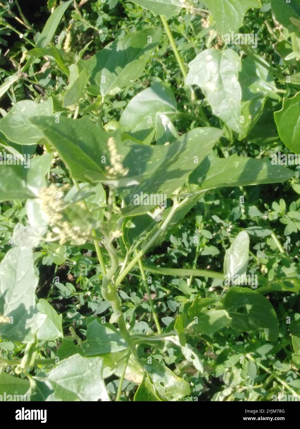 Subfamily chenopodioideae hi-res stock photography and images - Alamy