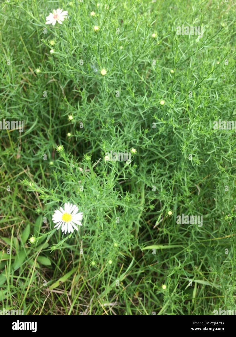 hairy white oldfield aster (Symphyotrichum pilosum Stock Photo - Alamy