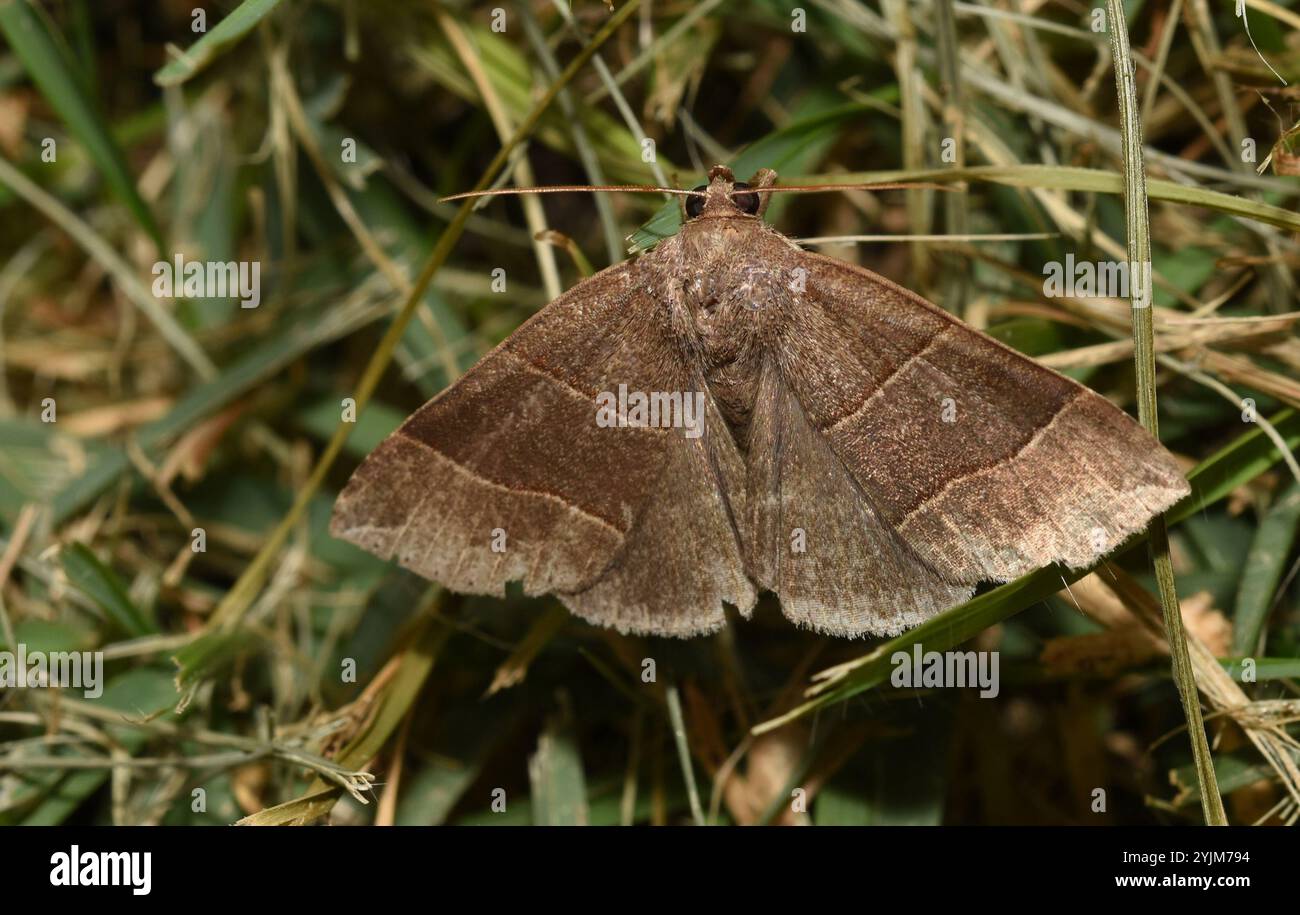 Maple Looper Moth (Parallelia bistriaris Stock Photo - Alamy