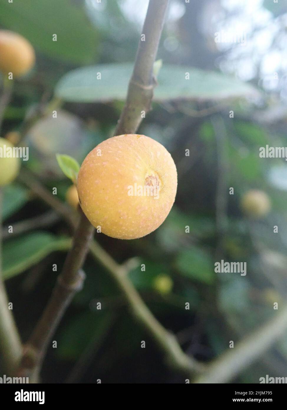 Dye fig (Ficus tinctoria Stock Photo - Alamy