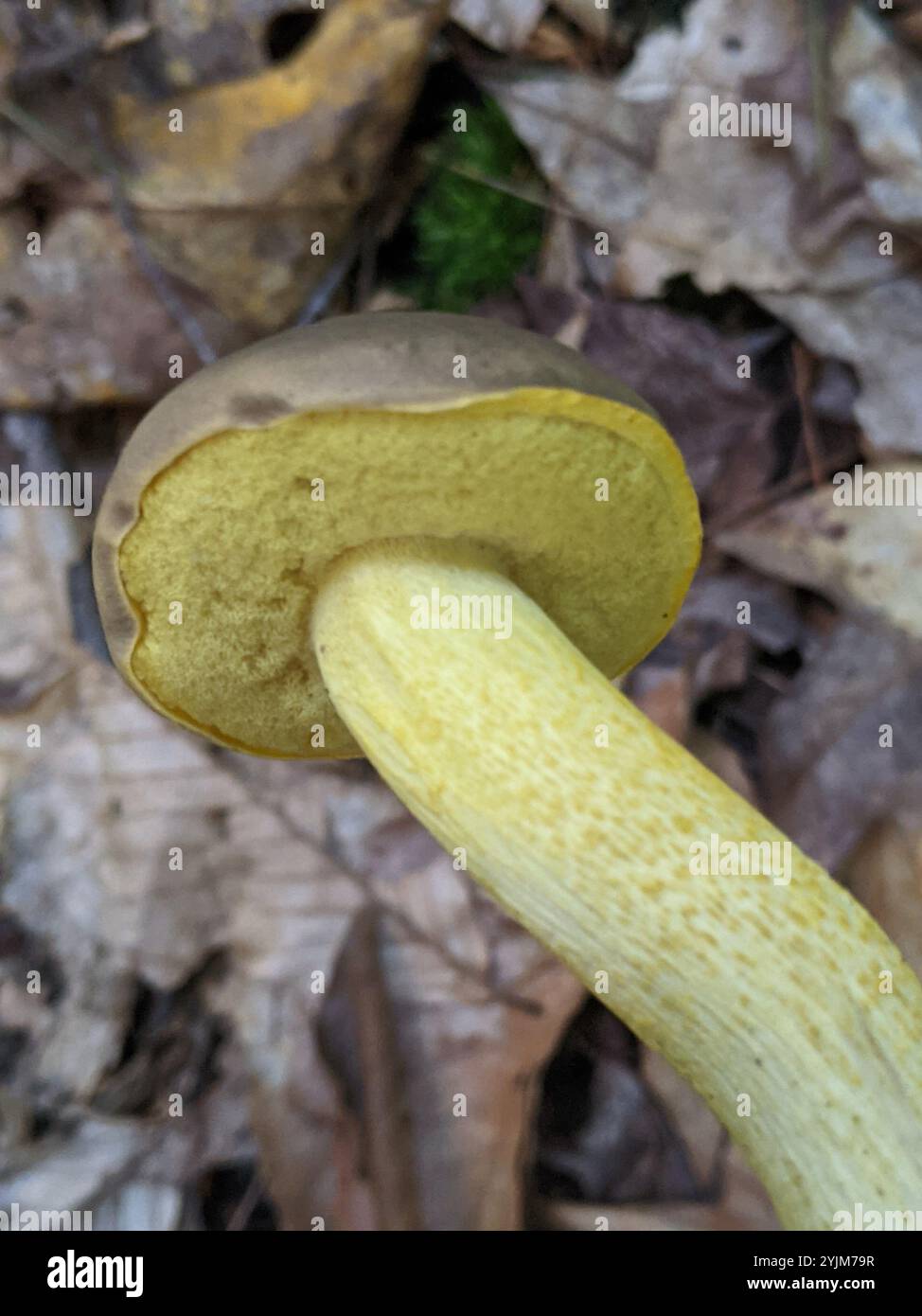 Ornate-stalked bolete (Retiboletus ornatipes Stock Photo - Alamy