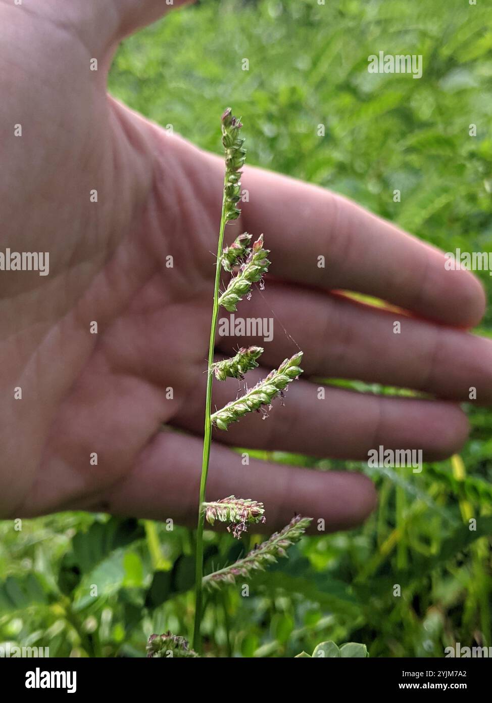 Barnyard Grasses (Echinochloa Stock Photo - Alamy