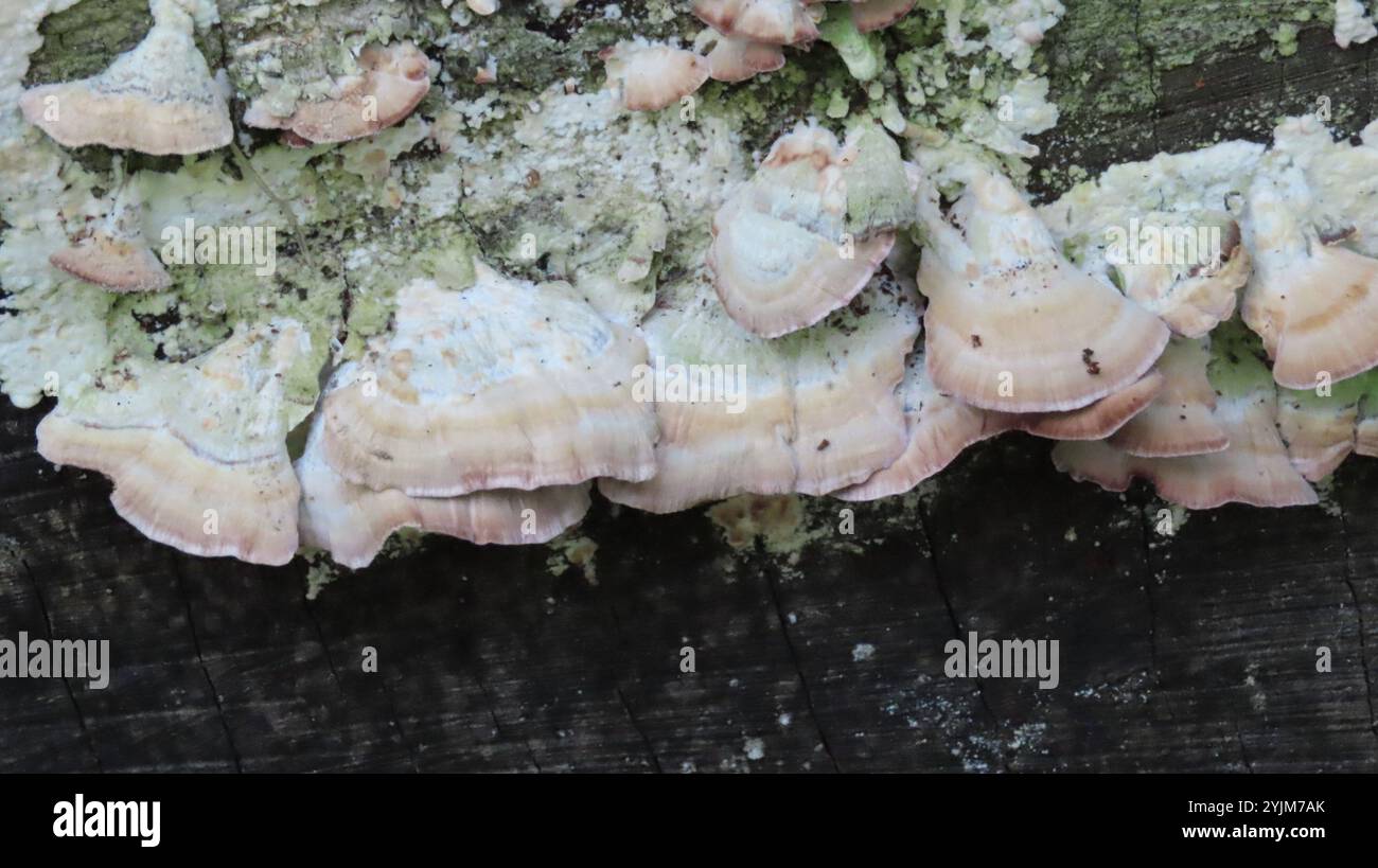 violet-toothed polypore (Trichaptum biforme Stock Photo - Alamy