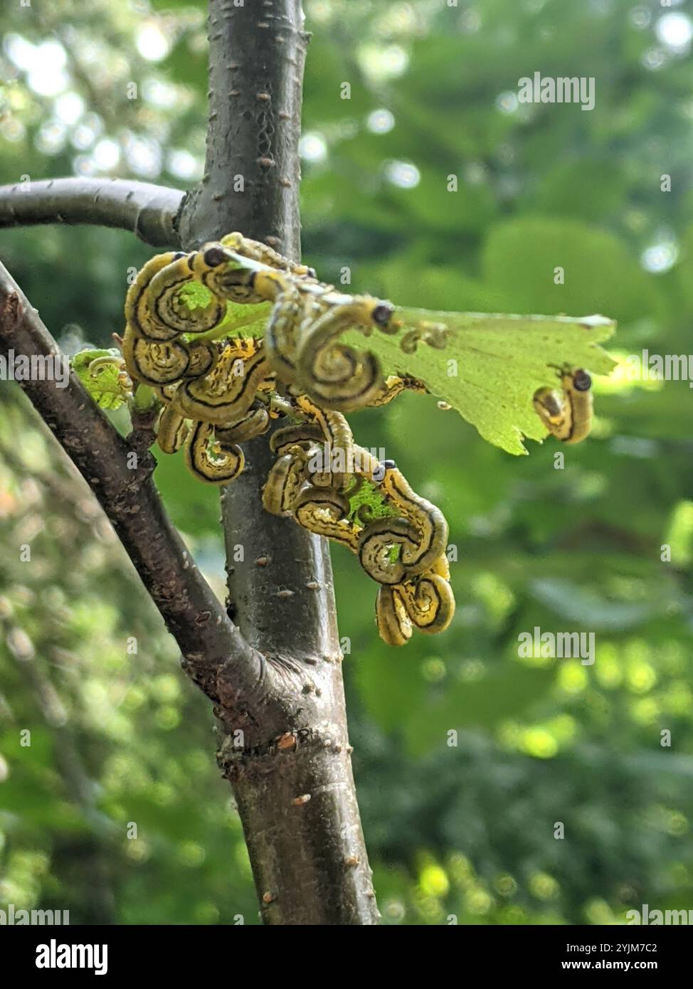 striped alder sawfly (Hemichroa crocea Stock Photo - Alamy