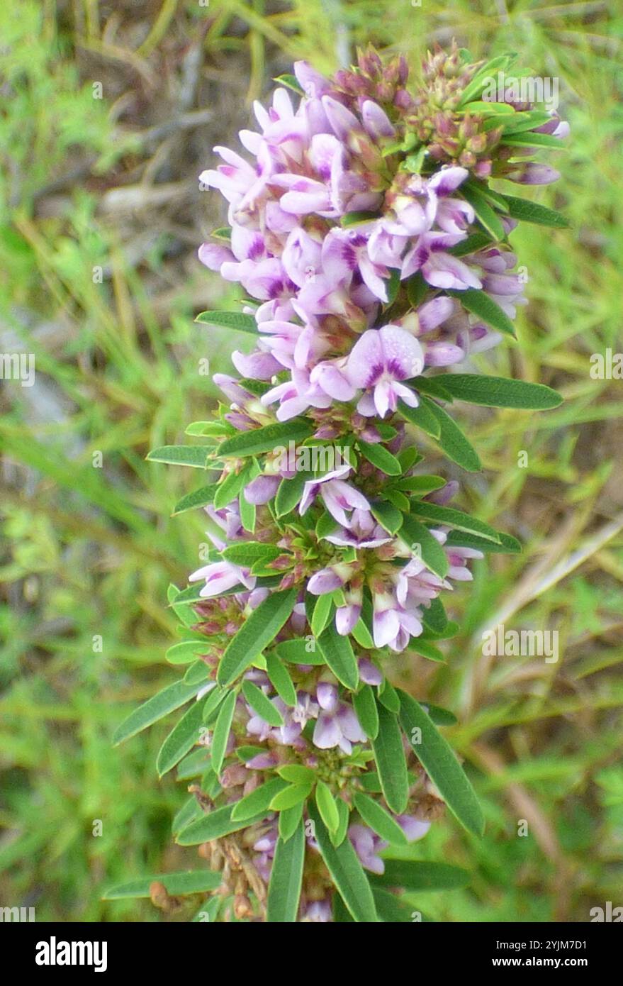 slender bush clover (Lespedeza virginica Stock Photo - Alamy