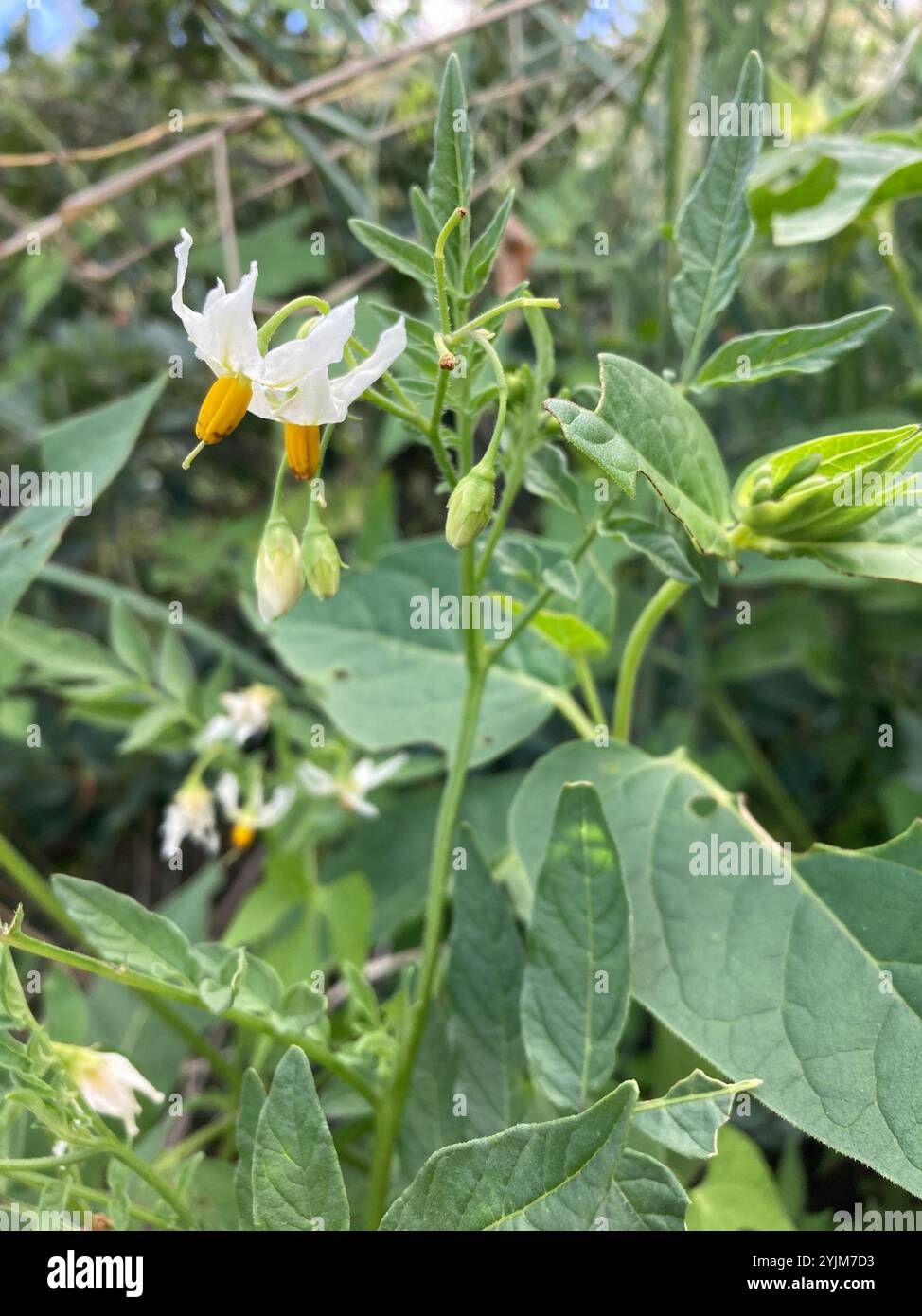 wild potato (Solanum jamesii Stock Photo - Alamy