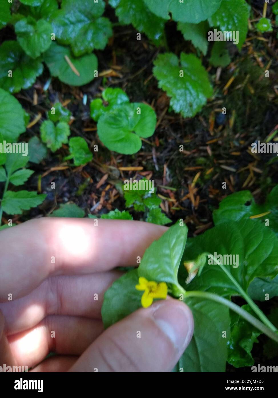 stream violet (Viola glabella Stock Photo - Alamy