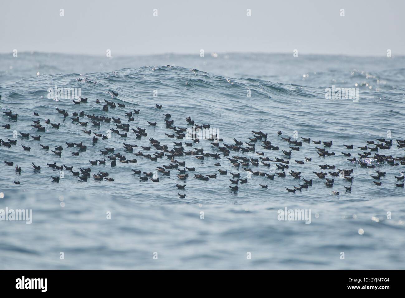 Northern Storm-Petrels (Hydrobates Stock Photo - Alamy