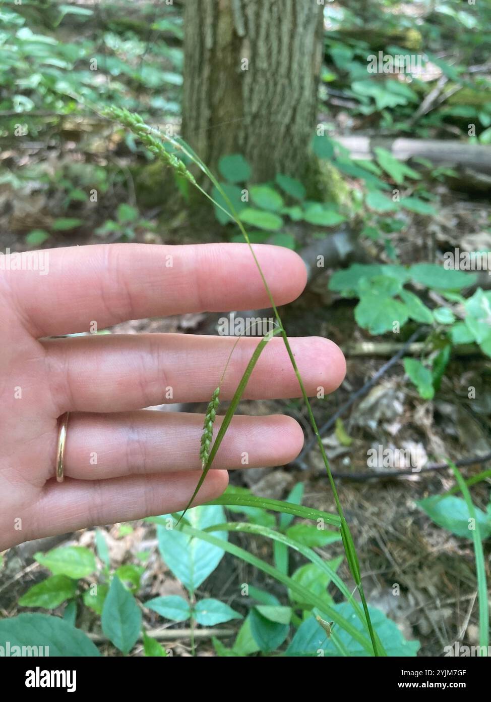 graceful sedge (Carex gracillima Stock Photo - Alamy