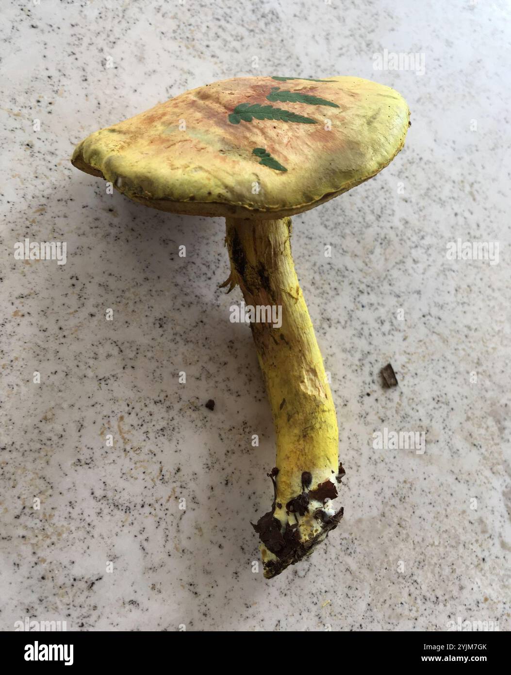powdery sulfur bolete (Pulveroboletus ravenelii Stock Photo - Alamy