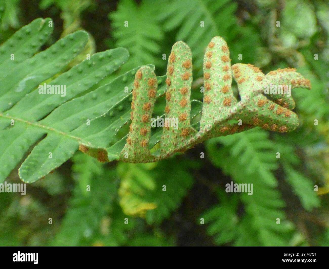 resurrection fern (Pleopeltis michauxiana Stock Photo - Alamy