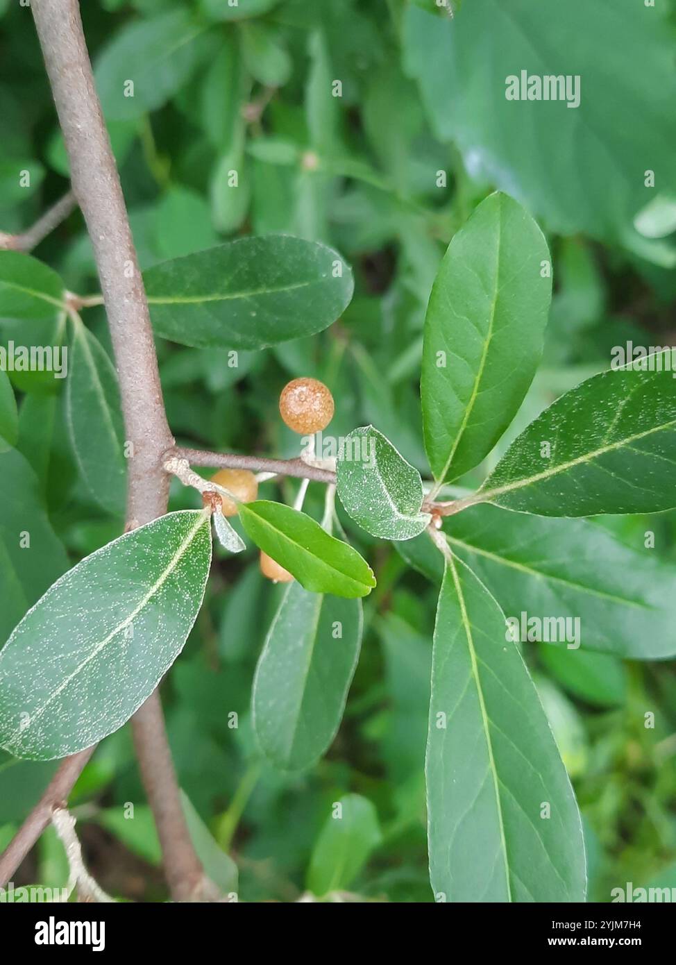 autumn olive (Elaeagnus umbellata Stock Photo - Alamy