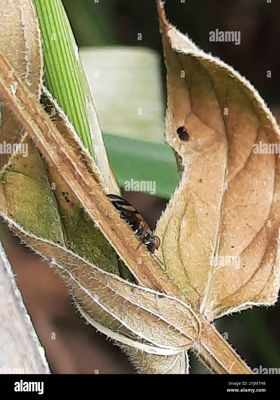 Banded-wing Flies (Chaetopsis Stock Photo - Alamy