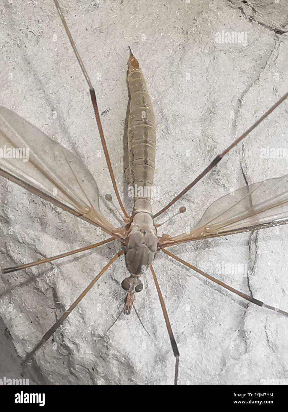 European Crane Fly (Tipula paludosa Stock Photo - Alamy