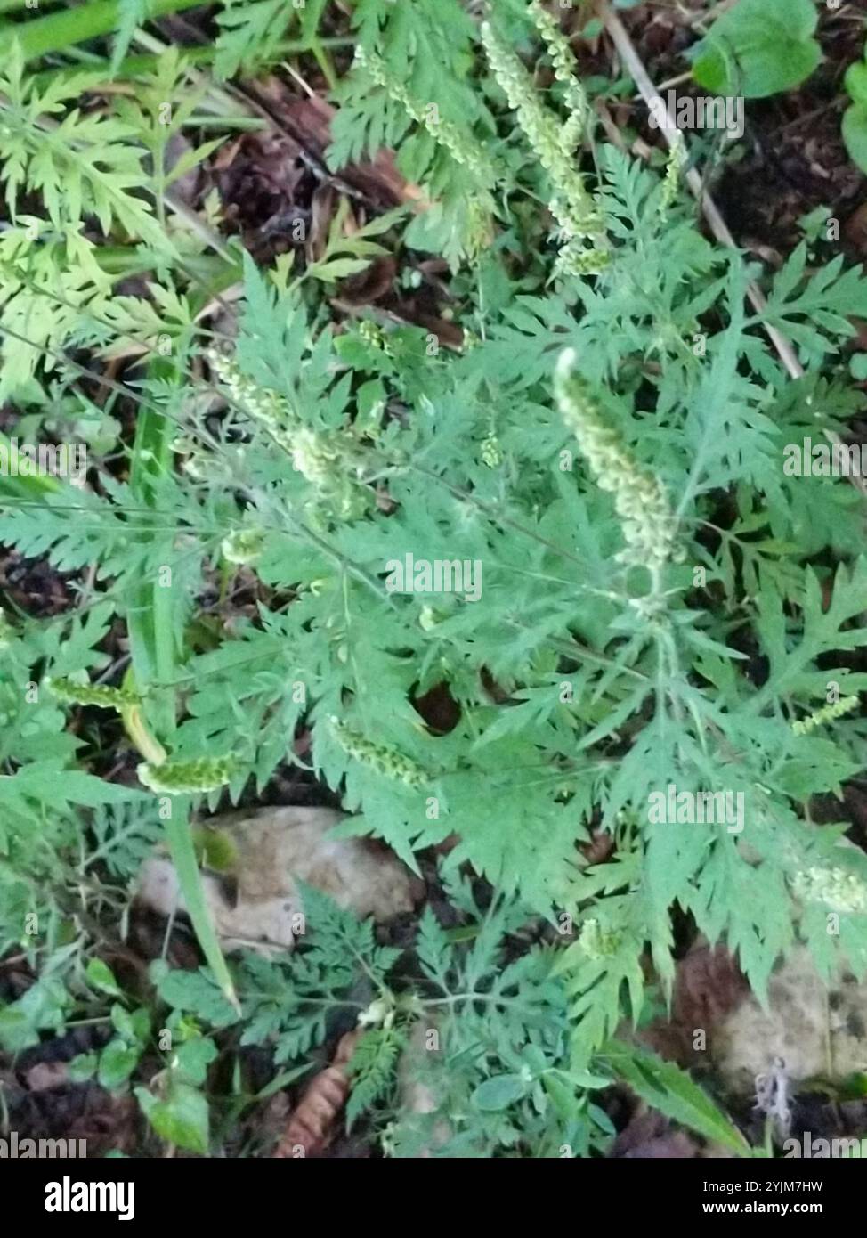 common ragweed (Ambrosia artemisiifolia Stock Photo - Alamy