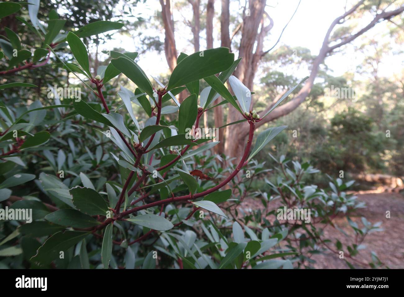Mountain Pepper (Tasmannia lanceolata Stock Photo - Alamy