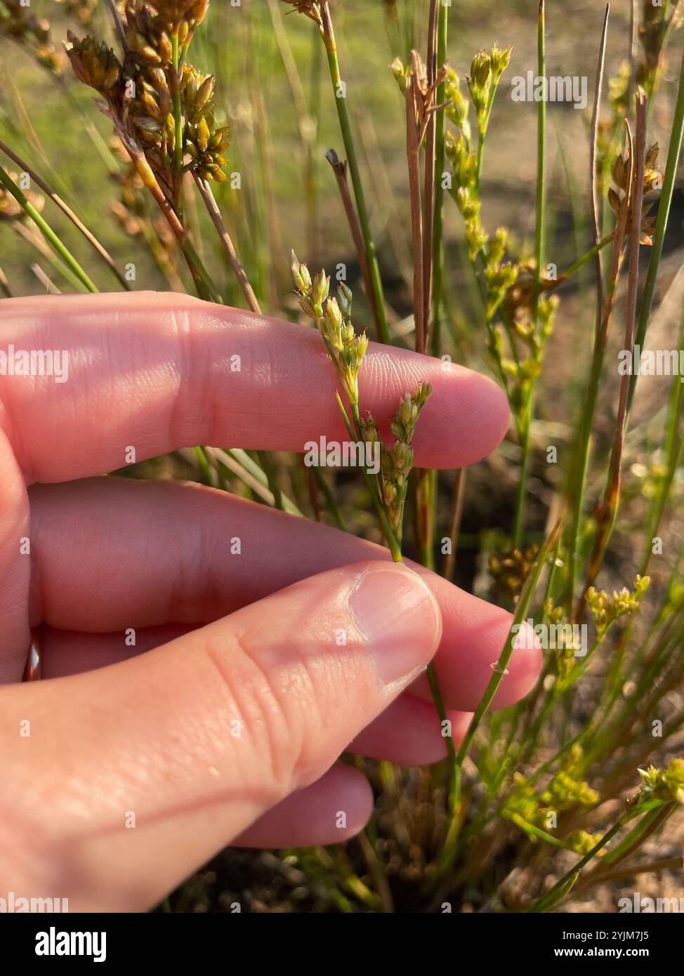 Narrow-panicle Rush (Juncus tweedyi Stock Photo - Alamy
