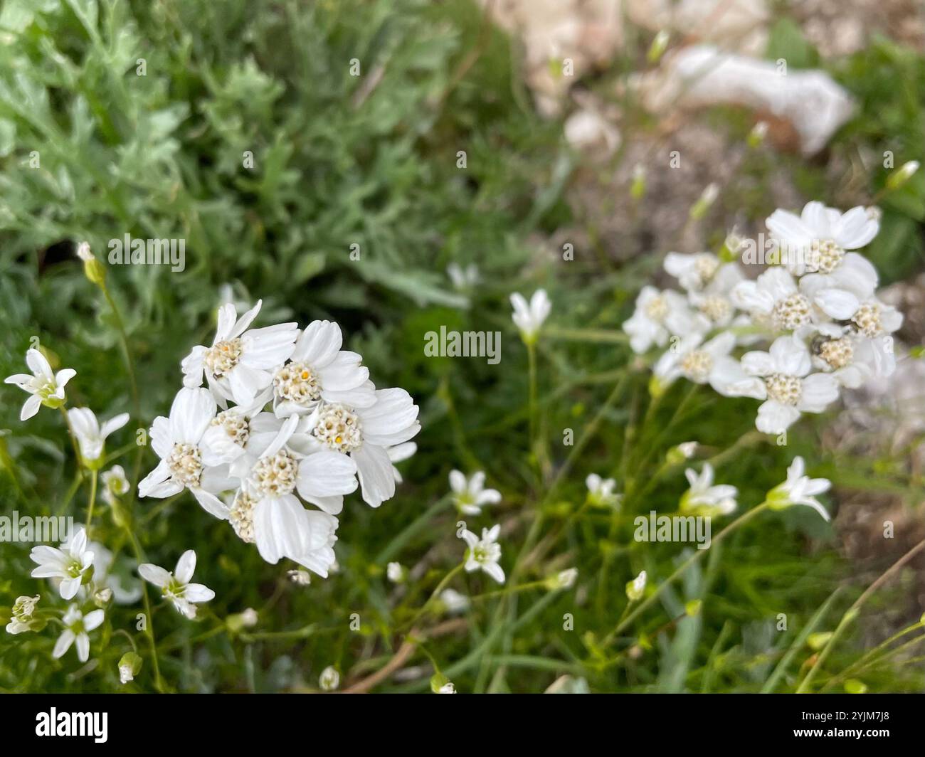 Clavennae hi-res stock photography and images - Alamy