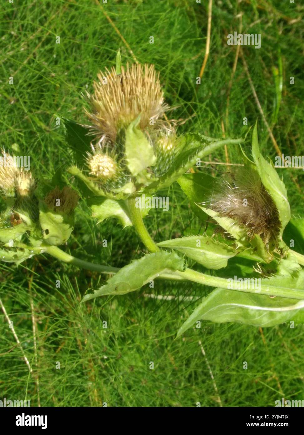 Cabbage Thistle (Cirsium oleraceum Stock Photo - Alamy