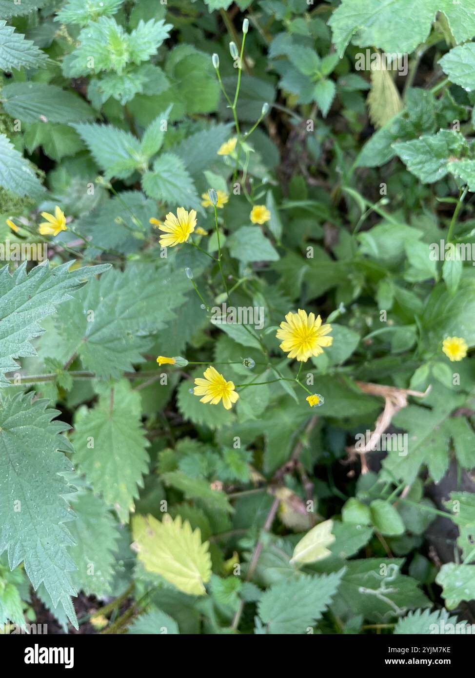 nipplewort (Lapsana communis Stock Photo - Alamy