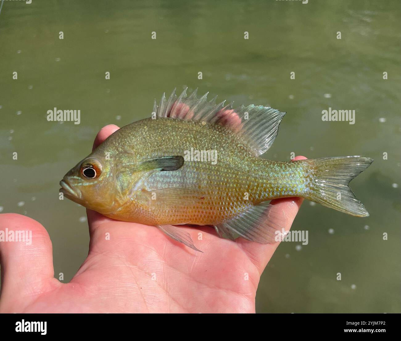 Redbreast Sunfish (Lepomis auritus Stock Photo - Alamy