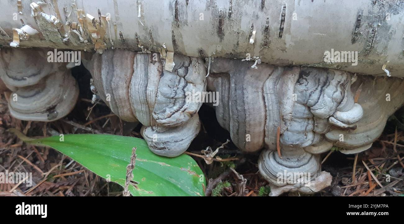 Hoof Fungus (Fomes fomentarius Stock Photo - Alamy