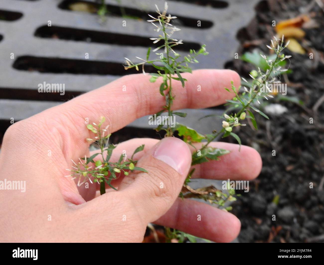 Virginia pepperweed (Lepidium virginicum Stock Photo - Alamy