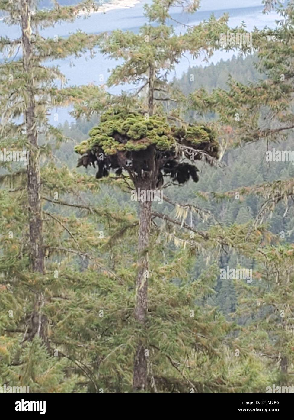 Douglas-Fir Dwarf-Mistletoe (Arceuthobium douglasii Stock Photo - Alamy