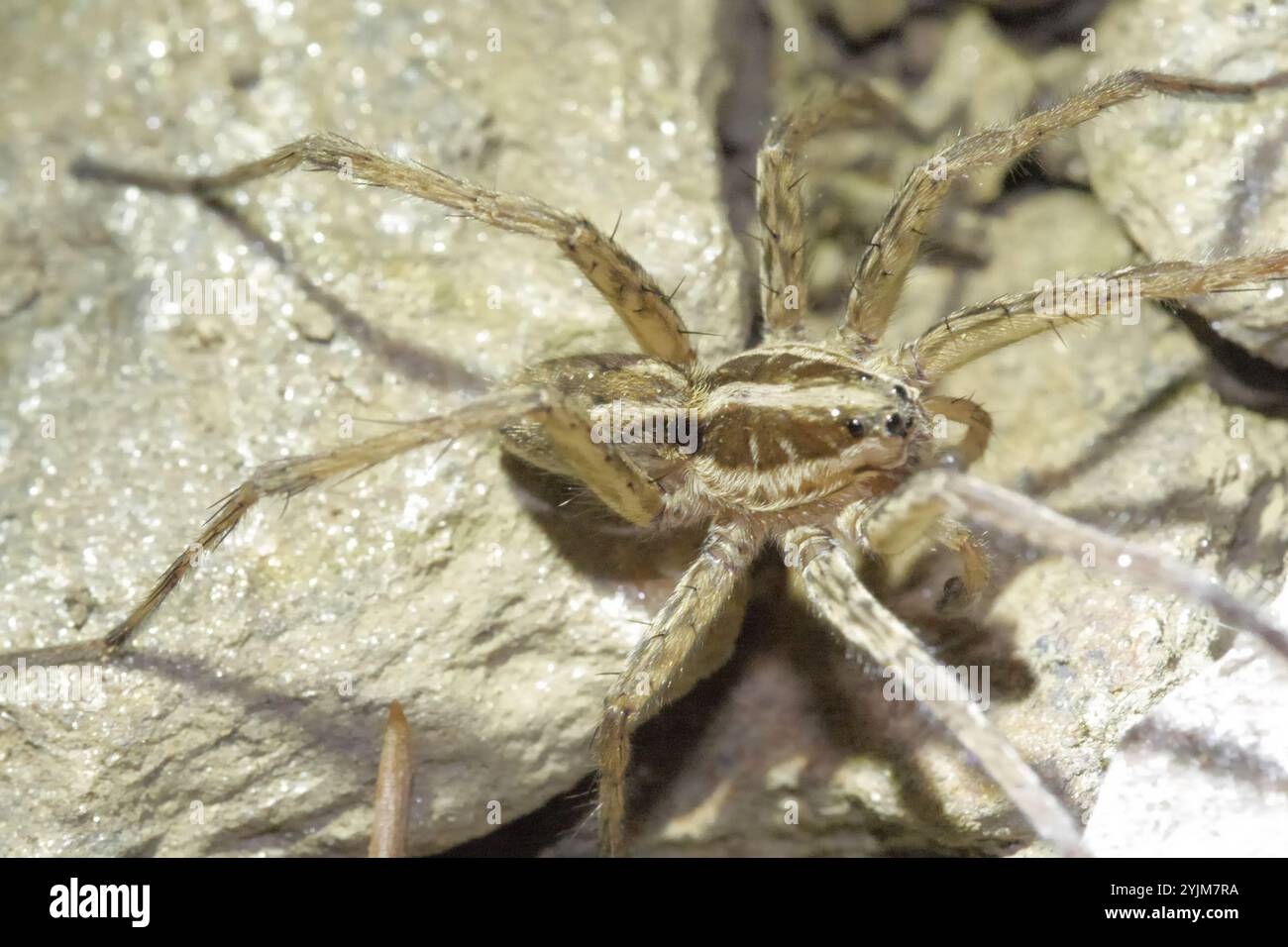Radiated Wolf Spider (Hogna radiata Stock Photo - Alamy