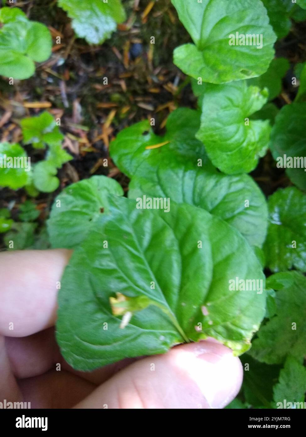 stream violet (Viola glabella Stock Photo - Alamy