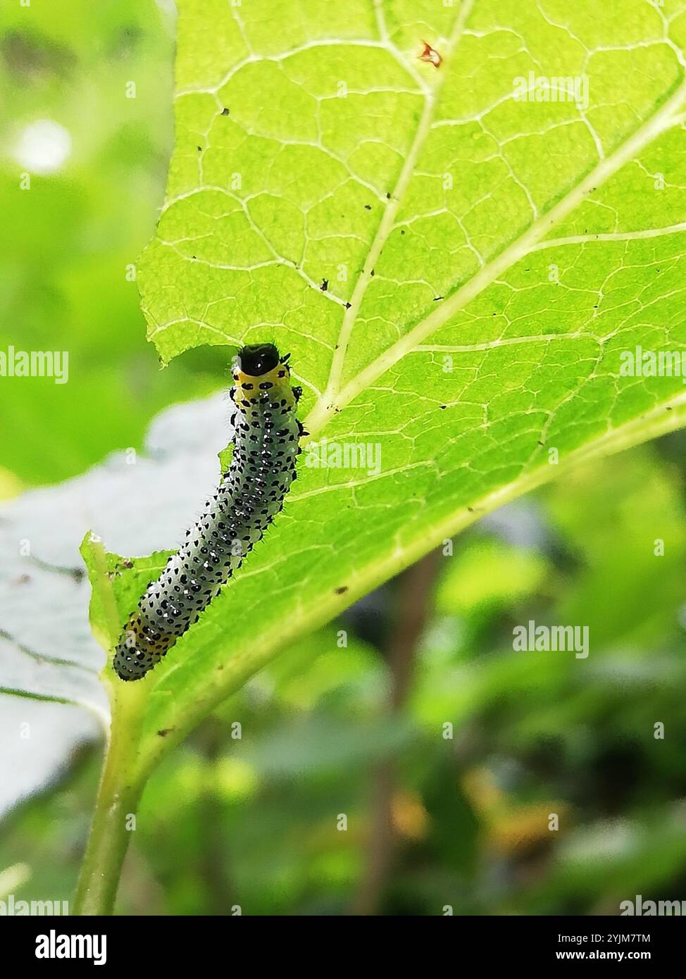 Imported currantworm hi-res stock photography and images - Alamy