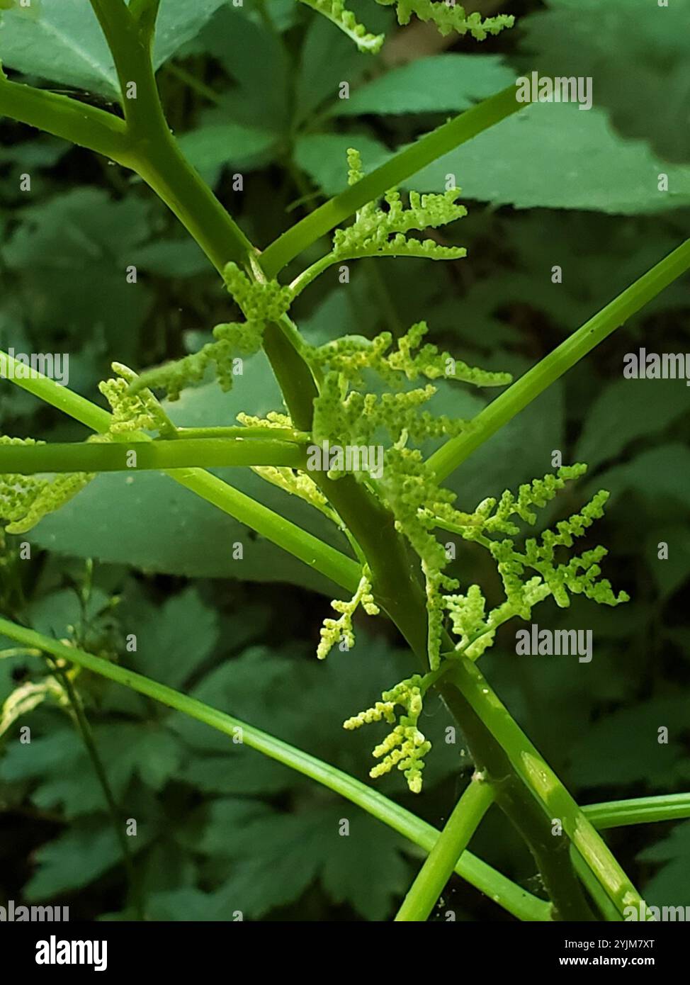 wood nettle (Laportea canadensis Stock Photo - Alamy