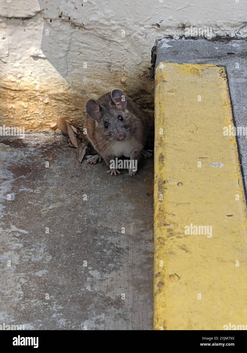 Big-eared Woodrat (Neotoma macrotis Stock Photo - Alamy