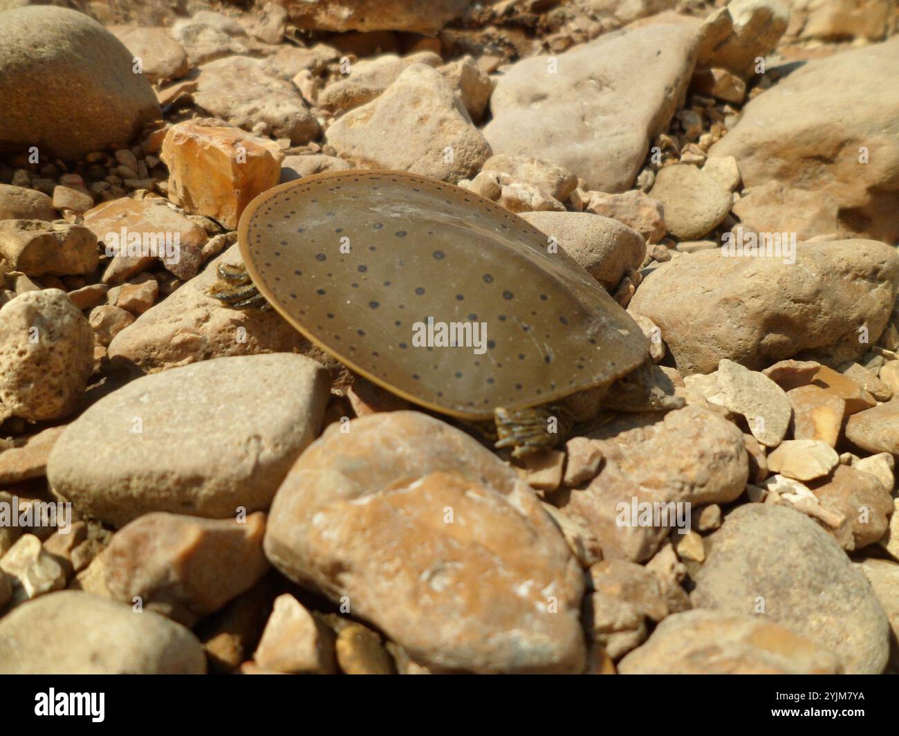 Spiny Softshell (Apalone spinifera Stock Photo - Alamy